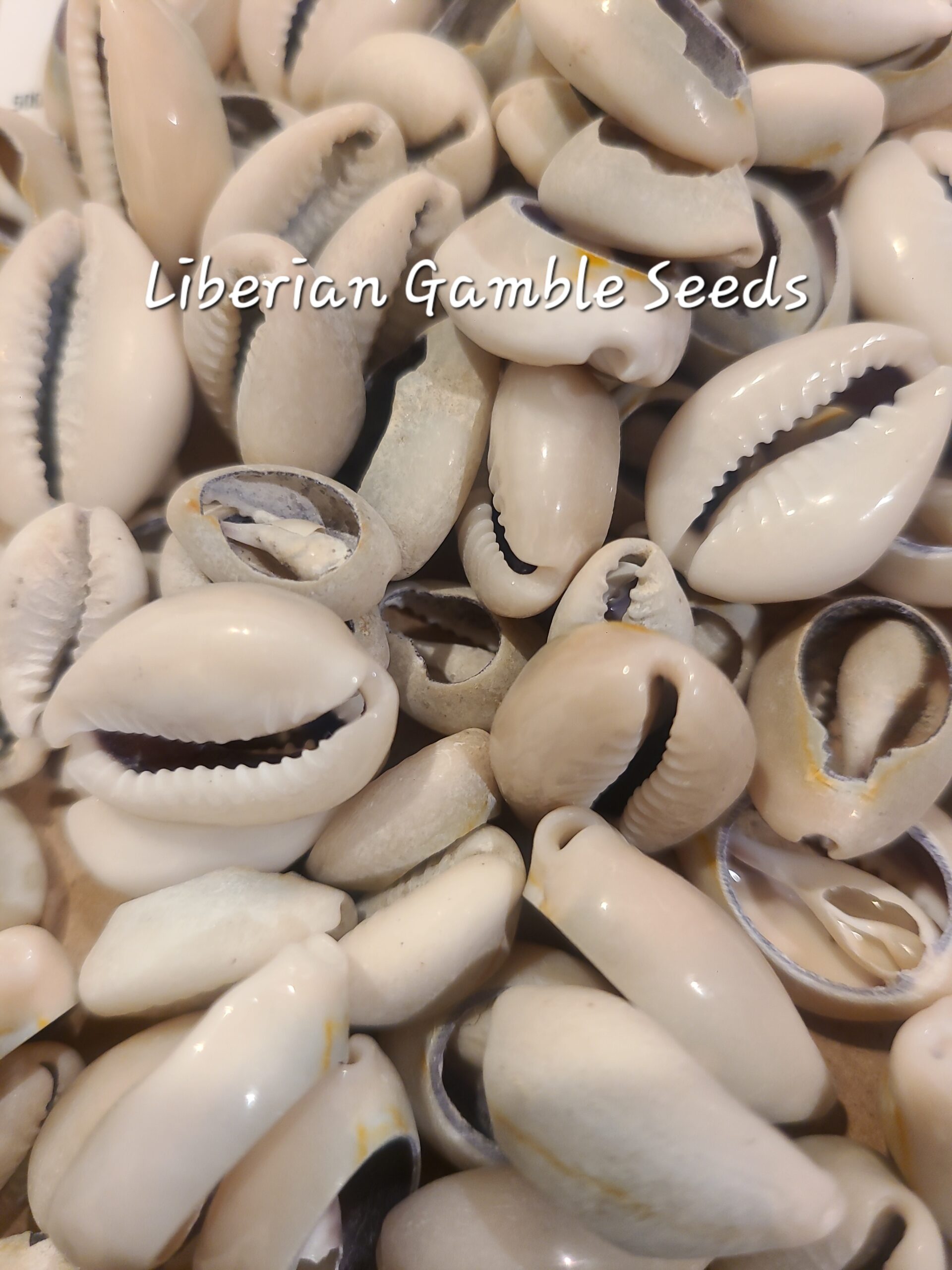 Liberian Gamble Seeds (Cowrie Shell Beads) - OKRA PANTRY